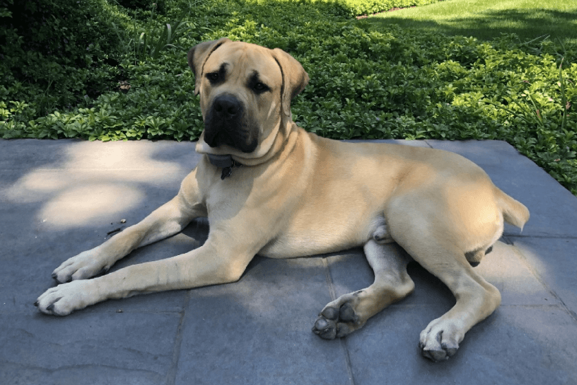 Diesel | Official Mascot | Dr. Alan Brackup